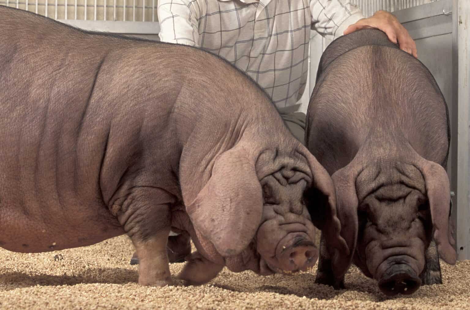 8 Most Expensive Pig Breeds in the World - Rarest.org