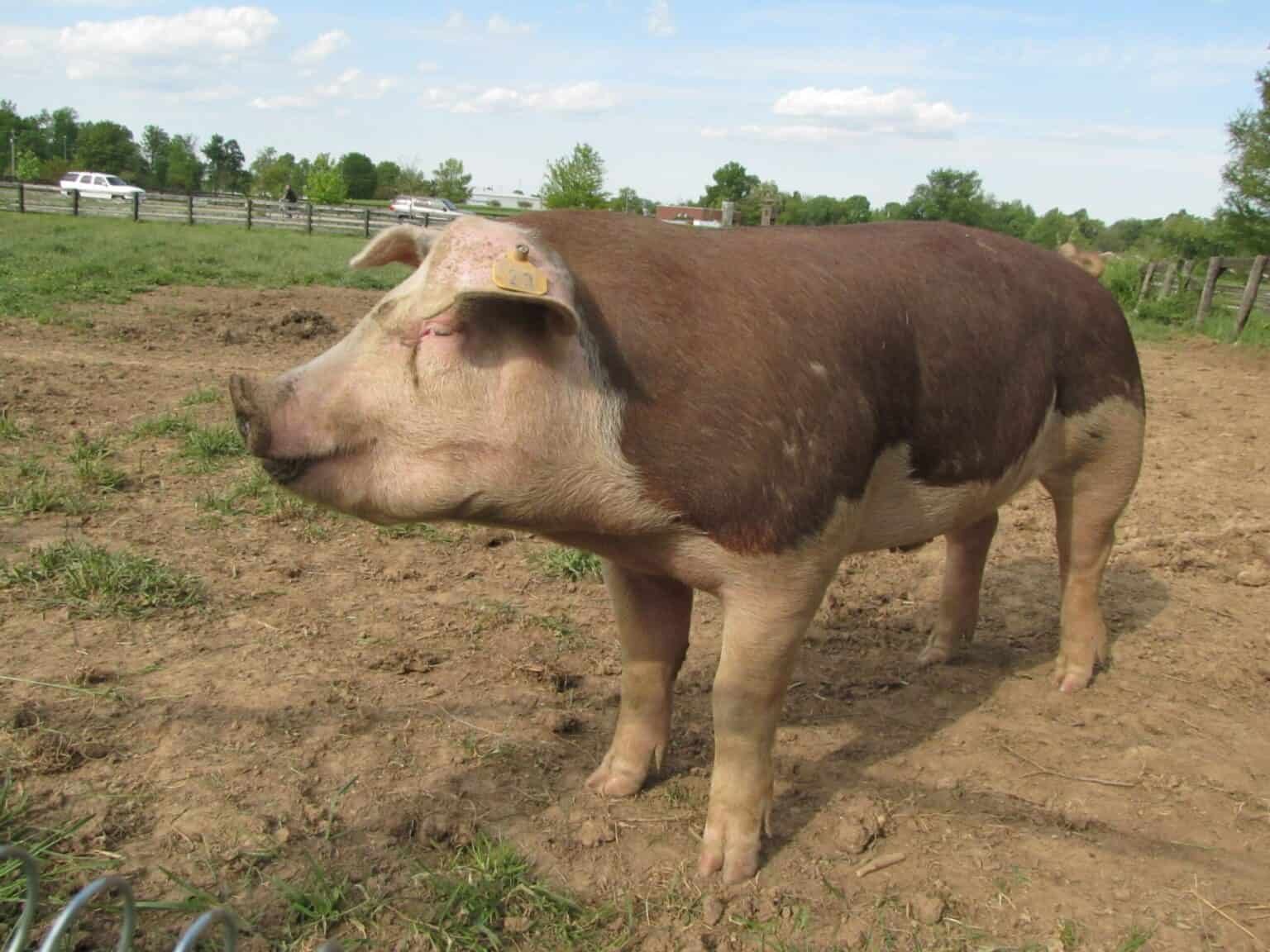 8 Most Expensive Pig Breeds in the World - Rarest.org