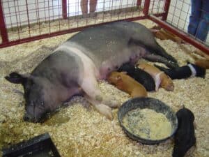 8 Most Expensive Pig Breeds in the World - Rarest.org