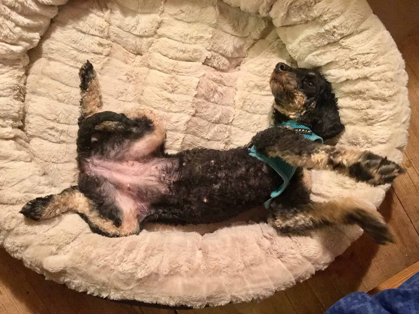 10 Most Expensive Dog Beds You Can Buy - Rarest.org