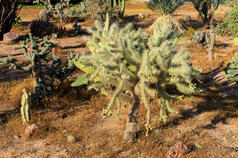 14 Unique Desert Plants That Thrive in Harsh Climates - Rarest.org