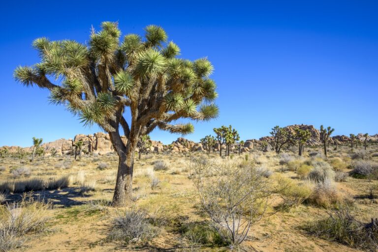 14 Unique Desert Plants That Thrive in Harsh Climates - Rarest.org